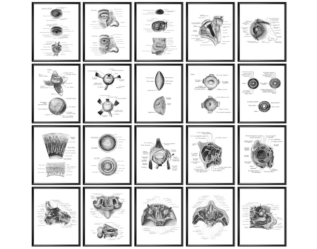 20 Ophthalmic Anatomy Posters, Human Eye Anatomy, Ocular Anatomy ...