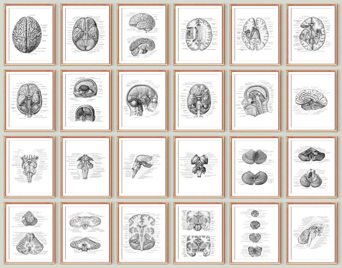 Set 24 of Neuroanatomy Posters Anatomical Brain Labeled | Etsy