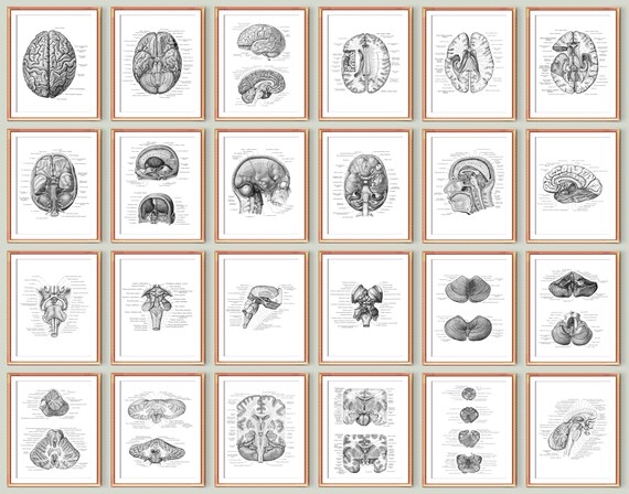 Set 24 of Neuroanatomy Posters Anatomical Brain Labeled | Etsy
