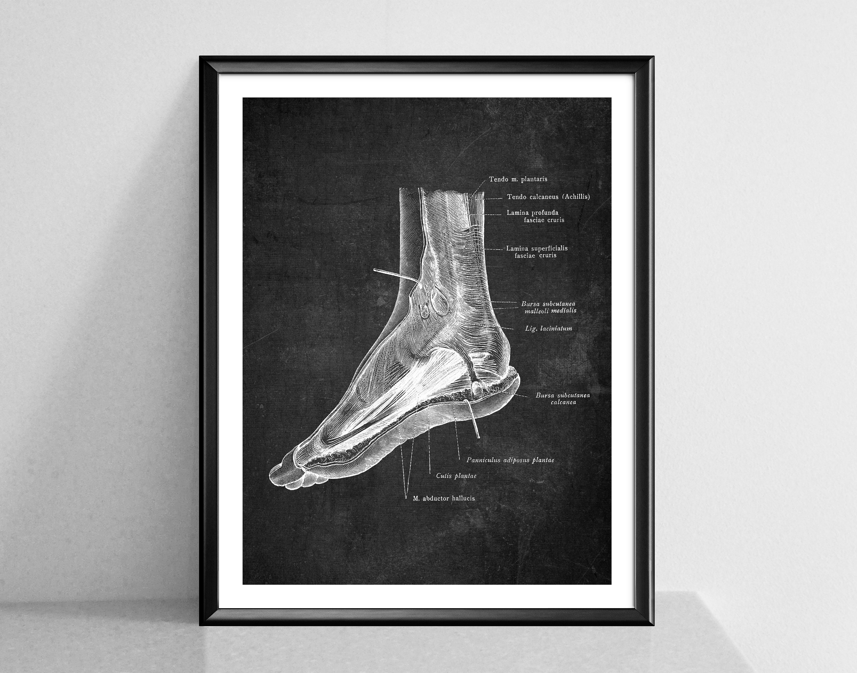 Foot Poster Bones and Muscles Anatomy Chalkboard Art Podiatry - Etsy