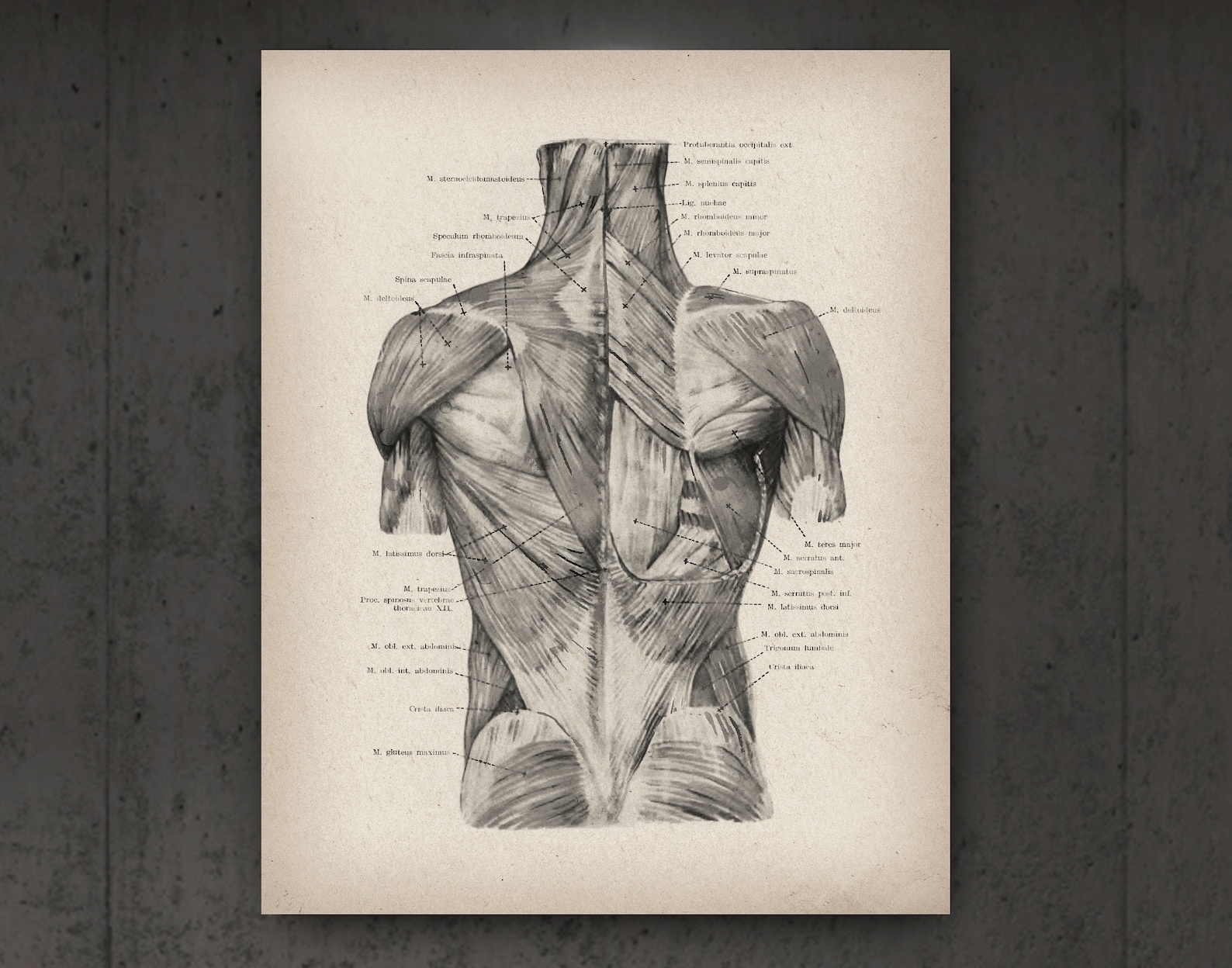 12 Anatomical Print Vintage Anatomy Poster Muscular System Structure ...