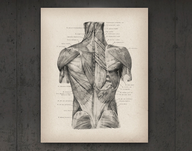12 Anatomía Vintage Póster Sistema Muscular Humano Estructura - Etsy España