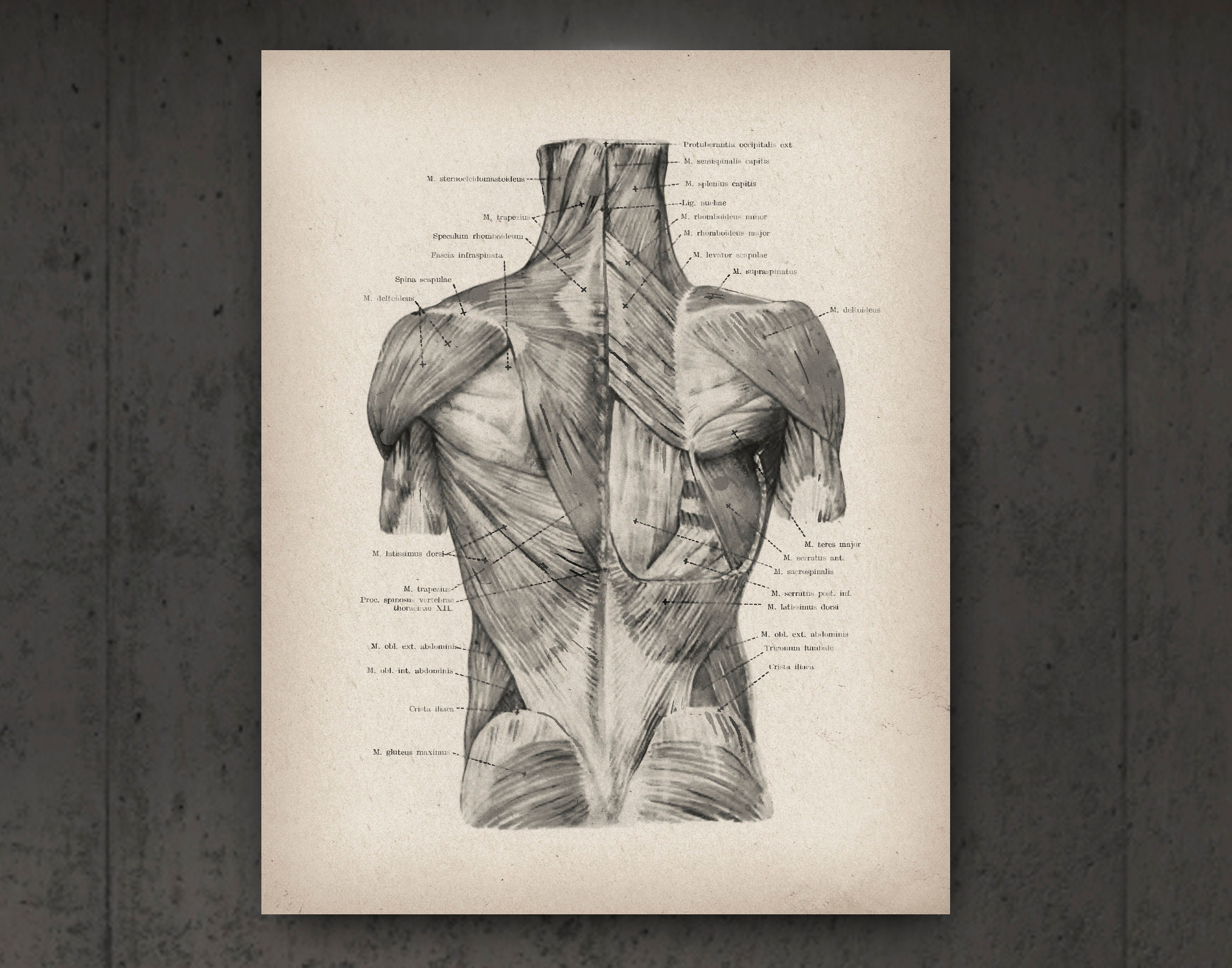 12 Anatomical Print Vintage Anatomy Poster Muscular System - Etsy UK