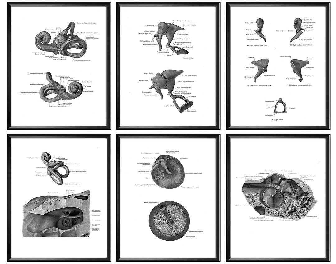 6 Ear Anatomy Posters Inner Ear Cochea Ossicles Eardrum ...