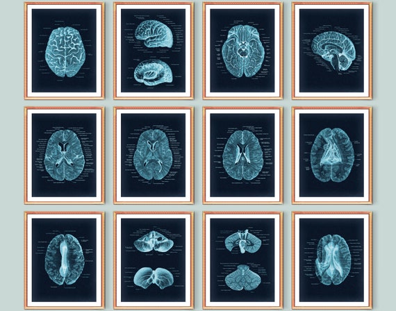 12 Neuroanatomy Art Neurology Poster Anatomical Brain | Etsy
