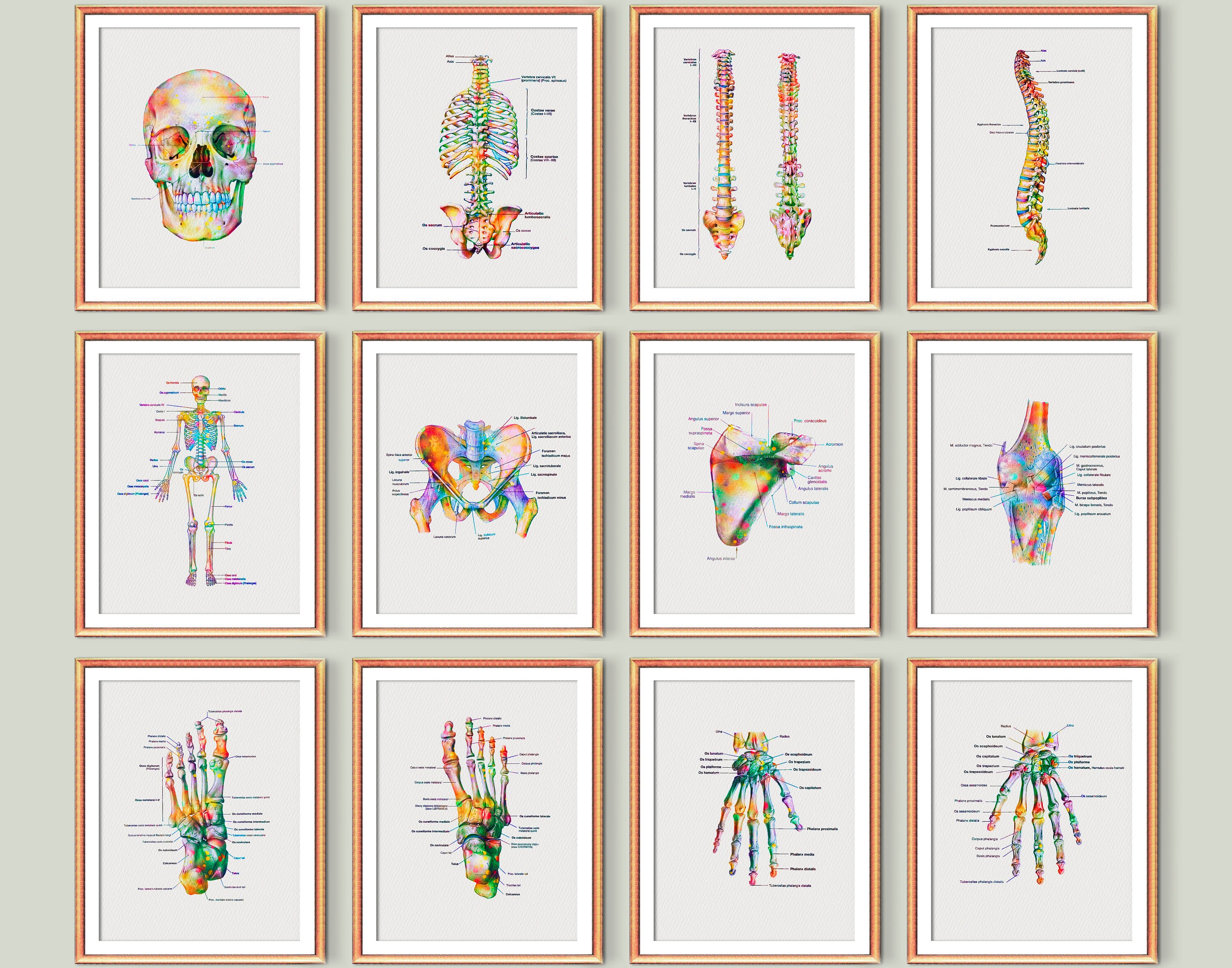 Doctor Gift Human Anatomy Art Skeleton Diagram Skull Poster - Etsy ...