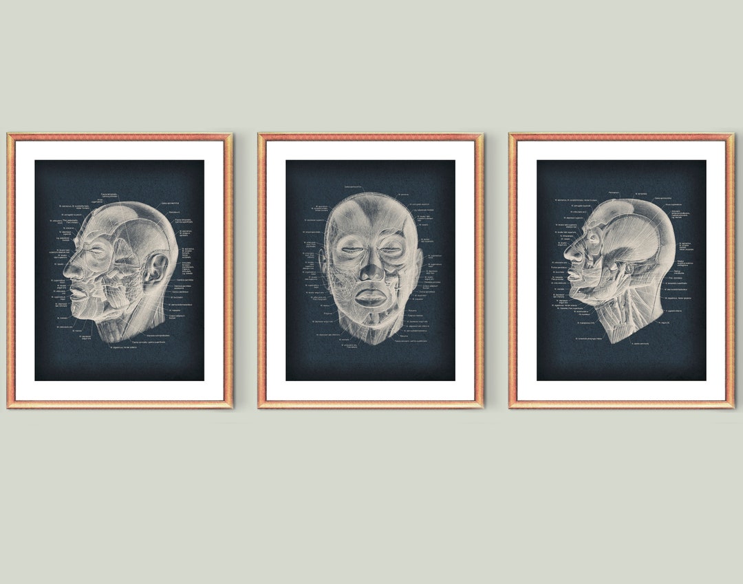Human Head Anatomy Art Facial Muscles Poster Medical Art Muscular ...
