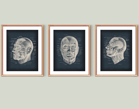 Human Head Anatomy Art Facial Muscles Poster Medical Art | Etsy