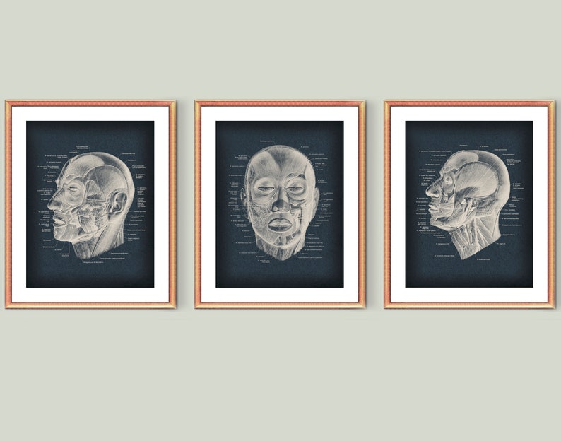 Human Head Anatomy Art Facial Muscles Poster Medical Art Muscular ...