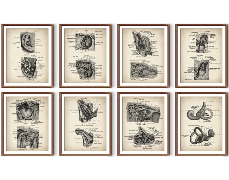 8 Ear Anatomy Posters, Auditory System, Medical Art, Hearing System ...