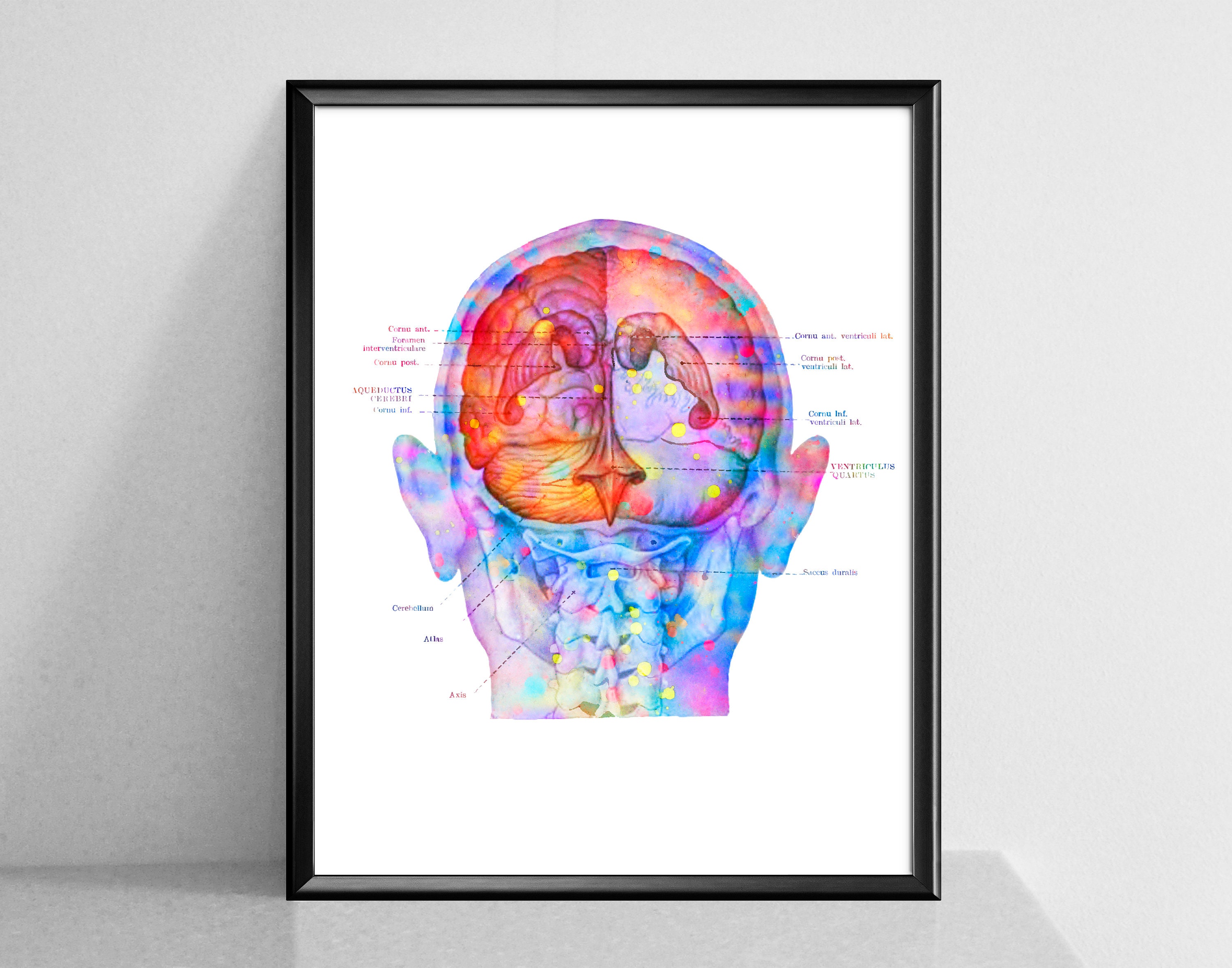 Cranio Cerebral Topography Poster Human Brain Anatomy Art - Etsy