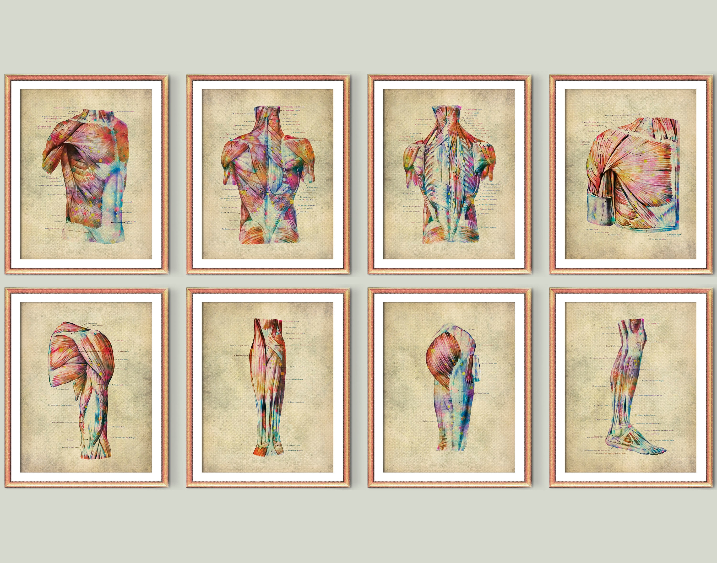 Vintage Surgery Anatomy Poster Set of 8 Watercolor Muscles Art - Etsy