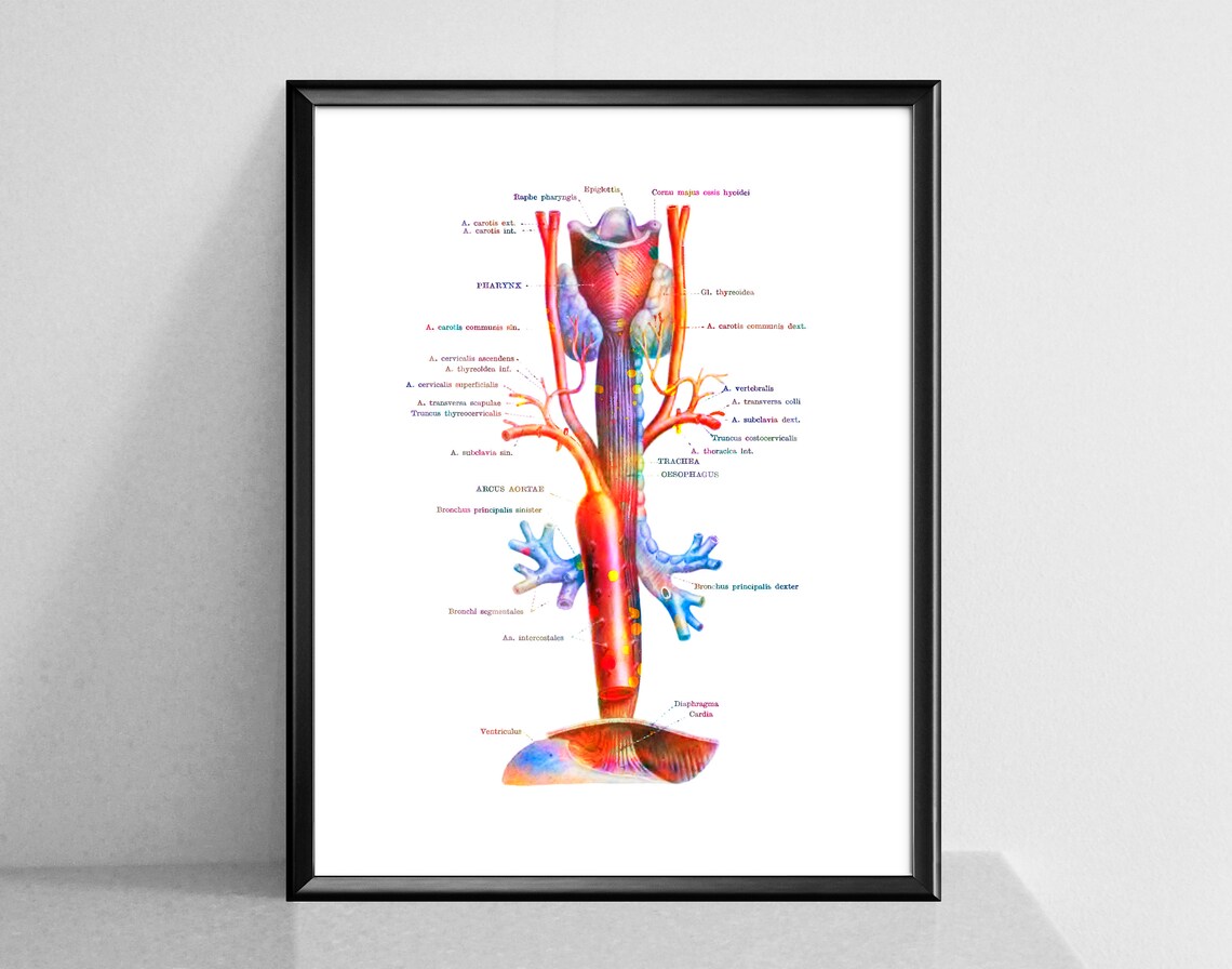 Aorta Trachea Esophagus Poster Applied Anatomy of Trachea Art - Etsy