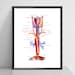 Aorta Trachea Esophagus Poster Applied Anatomy of Trachea Art - Etsy