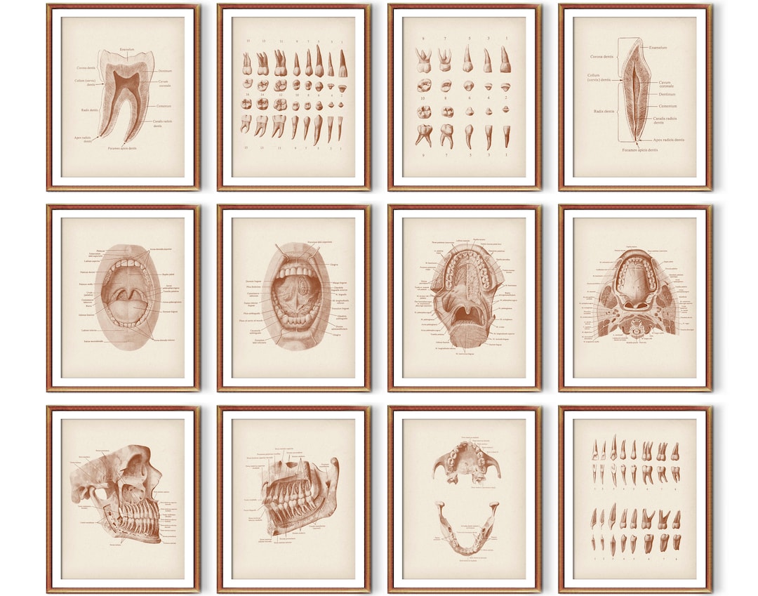 12 Vintage Dental Anatomy Posters Dentistry Art Orthodontia Art Tooth ...