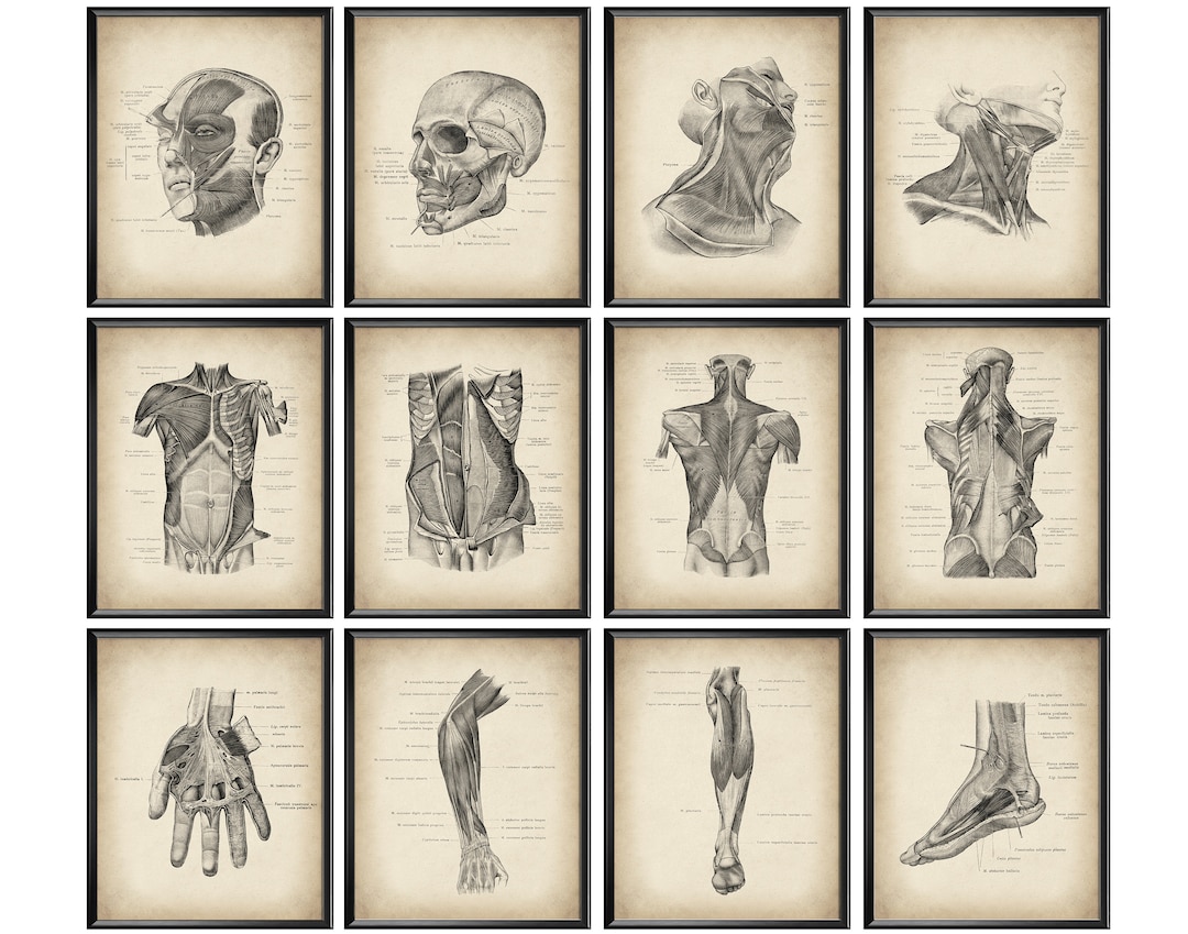 12 Vintage Anatomical Posters Anatomy Art Human Physiology Art Muscular ...