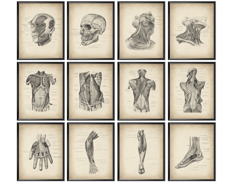 12 Vintage Anatomical Posters Anatomy Art Human Physiology Art - Etsy