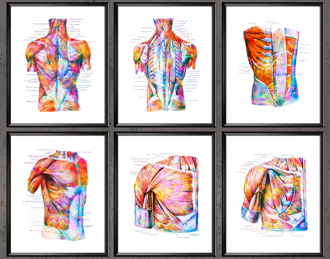 6 Torso Muscles Anatomy Poster Muscular System Watercolor Art Medical ...