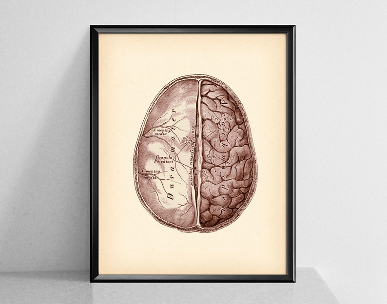 Antique Neurology Art Human Brain Anatomy Medical Art - Etsy