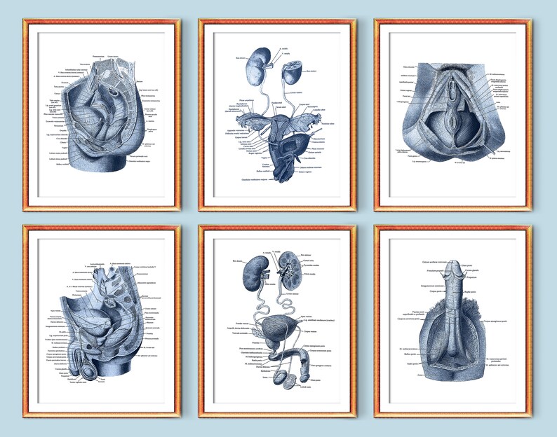 6 Anatomy Posters Anatomical Urogenital System Female Etsy