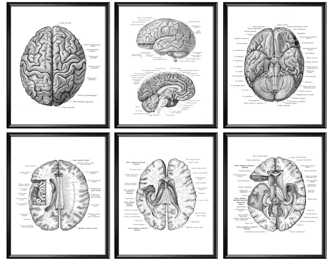 Anatomical Brain Structure Posters, Neurology Art, Medical Decor, Human ...
