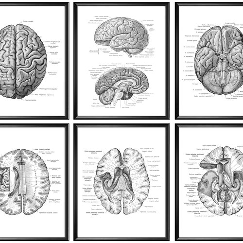 12 Anatomical Brain Posters Neurology Art Medical Decor Human | Etsy