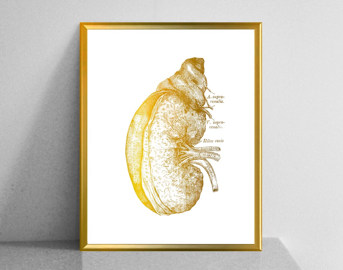Gold Abdominal Cavity Poster Anatomical Kidney Art Nephrology - Etsy