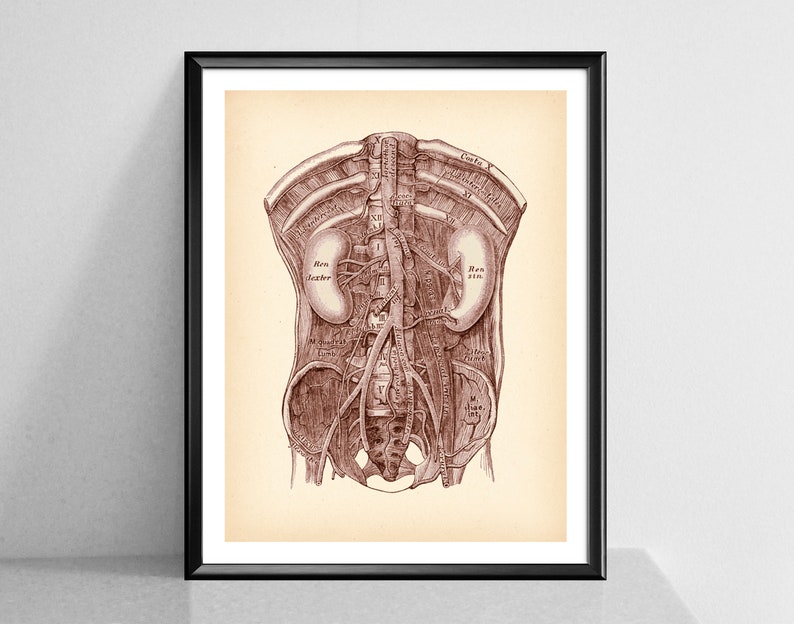 Urinary System Anatomy Print Anatomical Kidney Poster Vintage | Etsy
