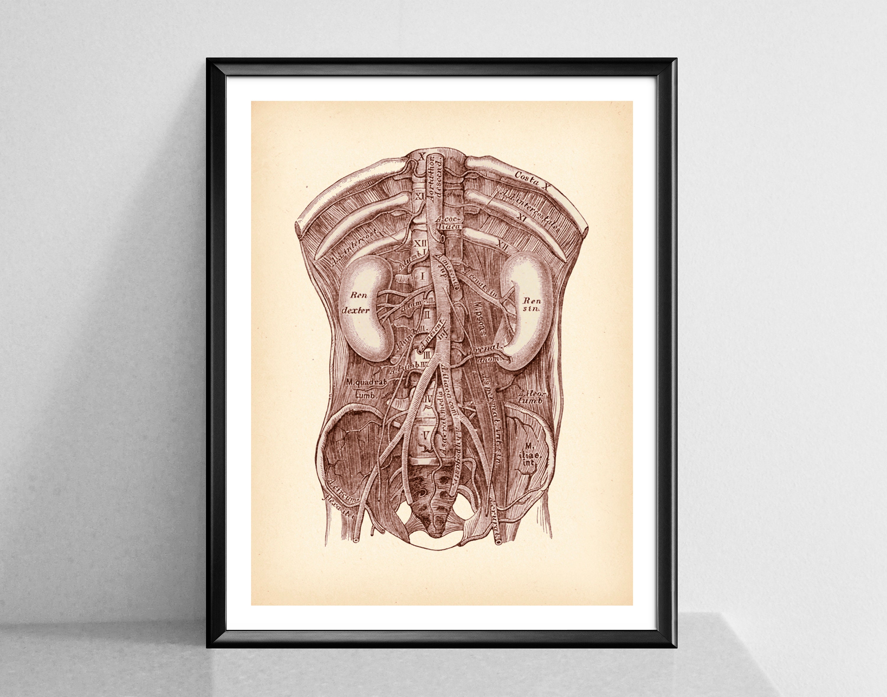 3 Nephrology Art Vintage Anatomy Kidneys Poster Medical Art Clinic ...