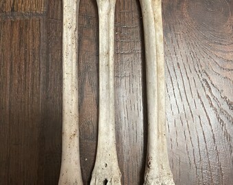 Deer Leg Bone - Etsy