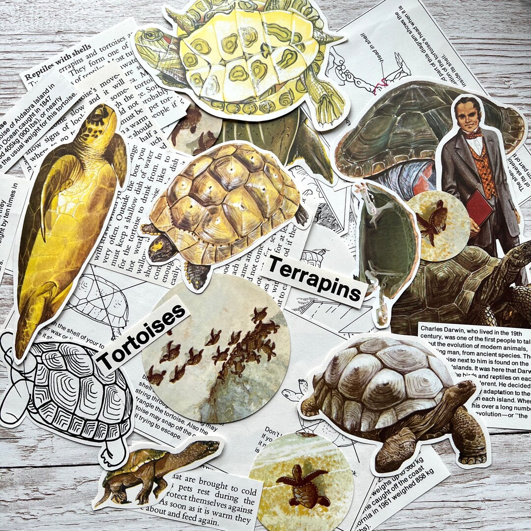 Scrapbook Ephemera Pack Turtles Tortoises Terrapins Reptiles - Etsy