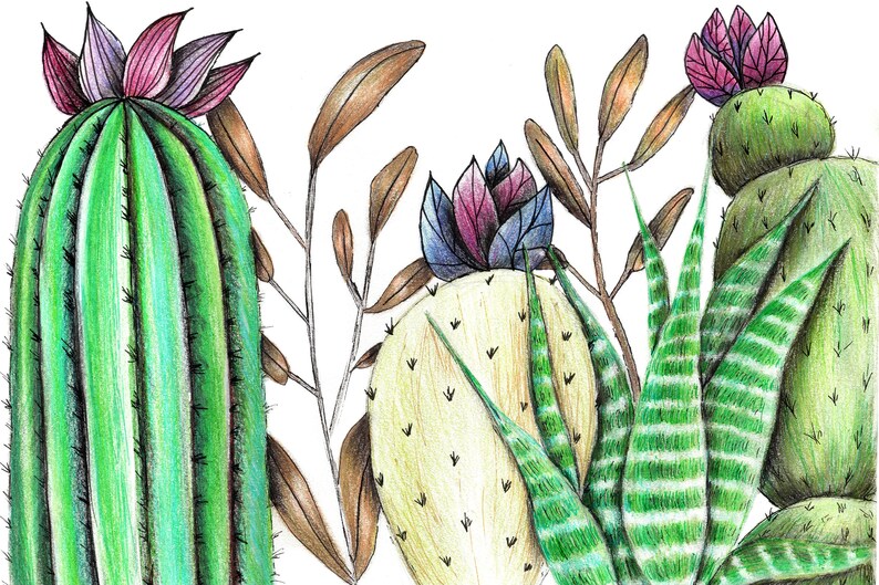 Cactus Colored Pencil and Ink - Etsy