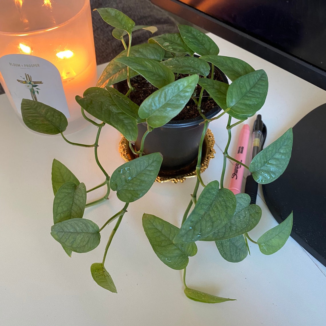 Rare Cebu Blue Pothos Plant Exotic Epipremnum Pinnatum, Elegant Indoor ...