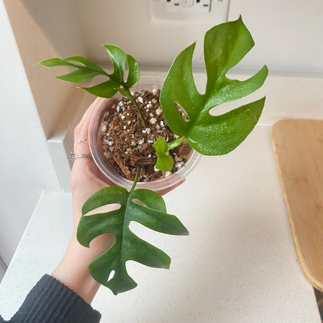 Mini Monstera- Rhaphidophora Tetrasperma Starter Rooted Houseplant in ...