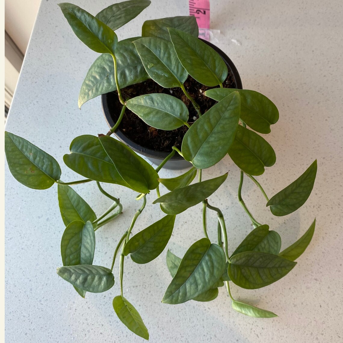 Rare Cebu Blue Pothos Plant Exotic Epipremnum Pinnatum, Elegant Indoor ...