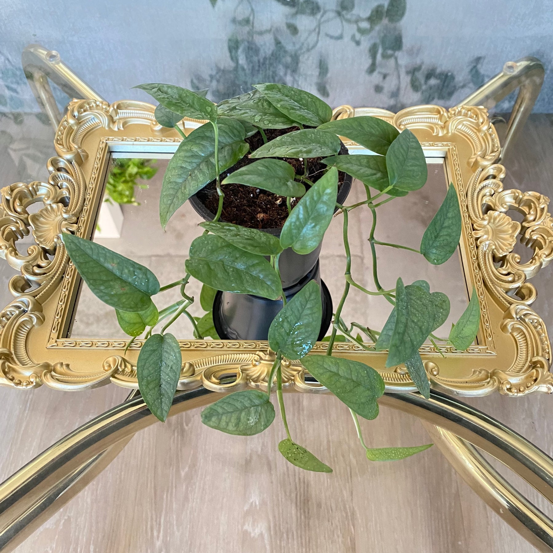 Rare Cebu Blue Pothos Plant Exotic Epipremnum Pinnatum, Elegant Indoor ...