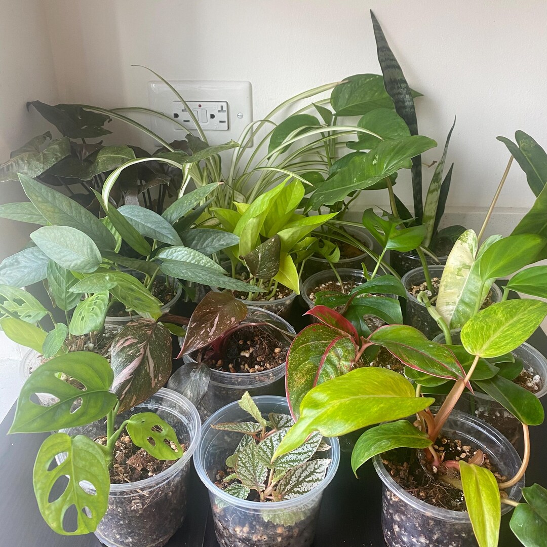 Houseplant Mystery Bundle in 4in Nursery Pots, Established Plants - Etsy