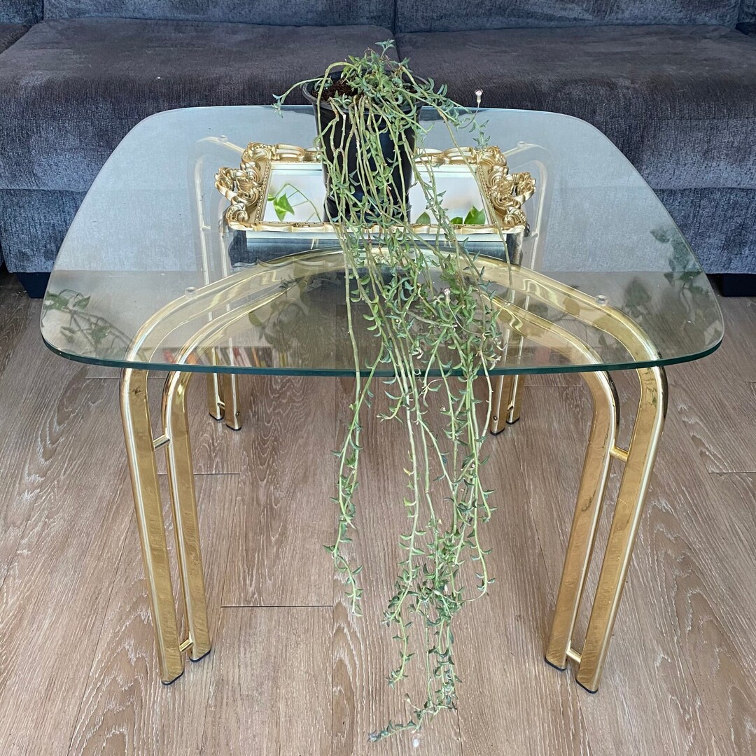 4 FT Long Trailing String of Dolphins Plant Senecio Peregrinus, Rare ...