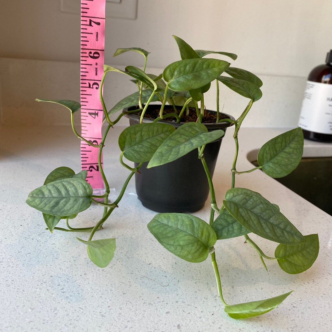 Rare Cebu Blue Pothos Plant Exotic Epipremnum Pinnatum, Elegant Indoor ...