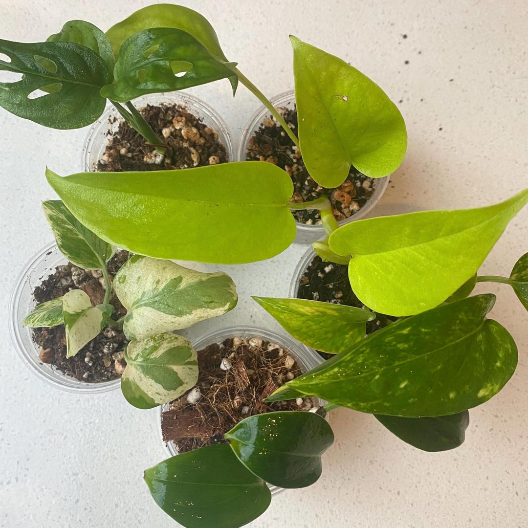 5 Count Starter Houseplant Mystery Houseplant Bundle! Rooted 2inch ...