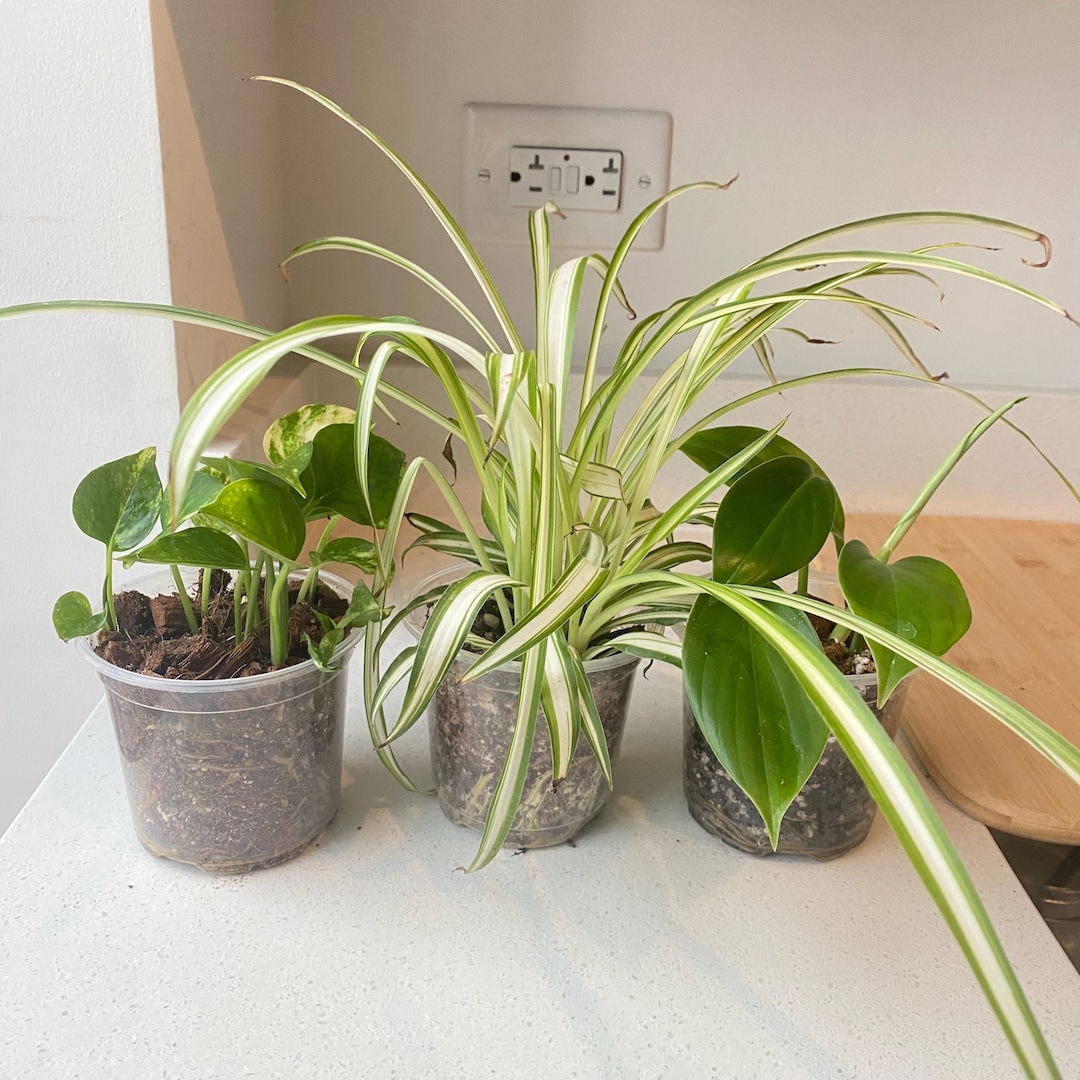 Plant Beginner Bundle, Pathos, Spider Plant, and Philodendron, 3 Easy ...
