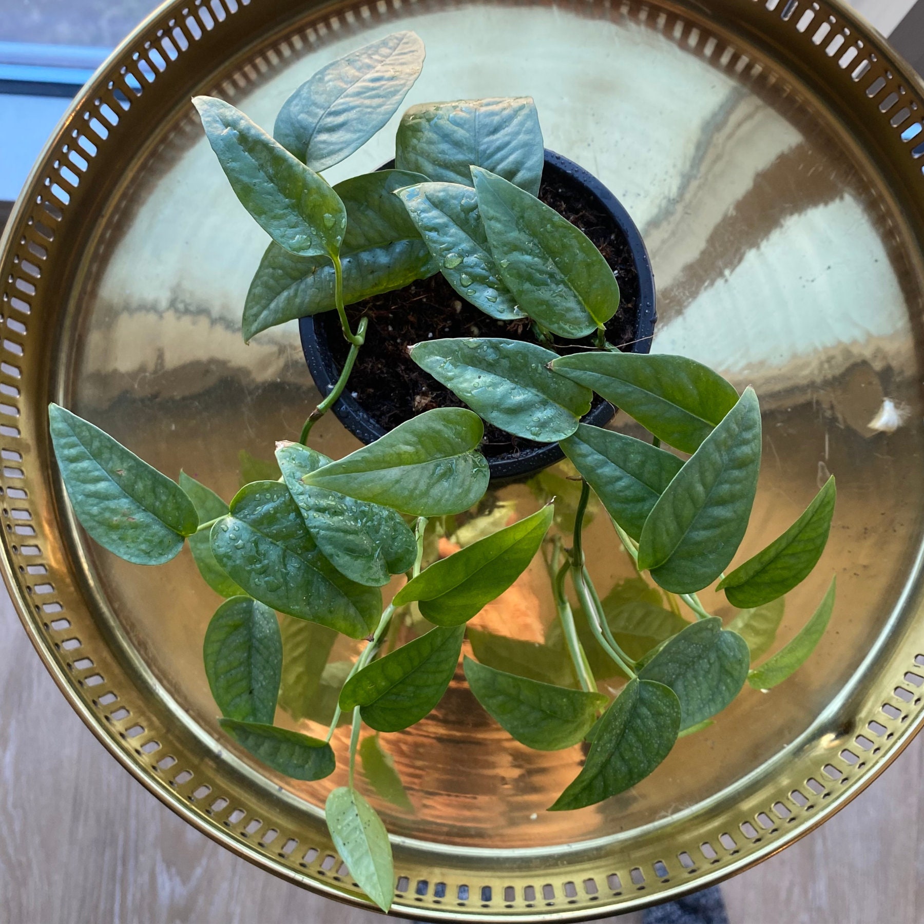 Rare Cebu Blue Pothos Plant Exotic Epipremnum Pinnatum, Elegant Indoor ...