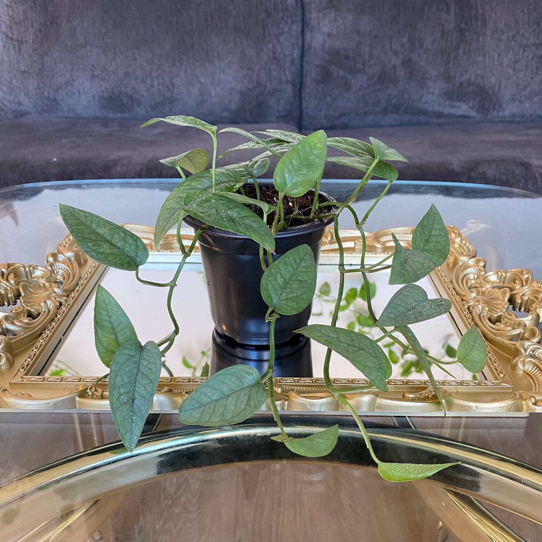 Rare Cebu Blue Pothos Plant Exotic Epipremnum Pinnatum, Elegant Indoor ...