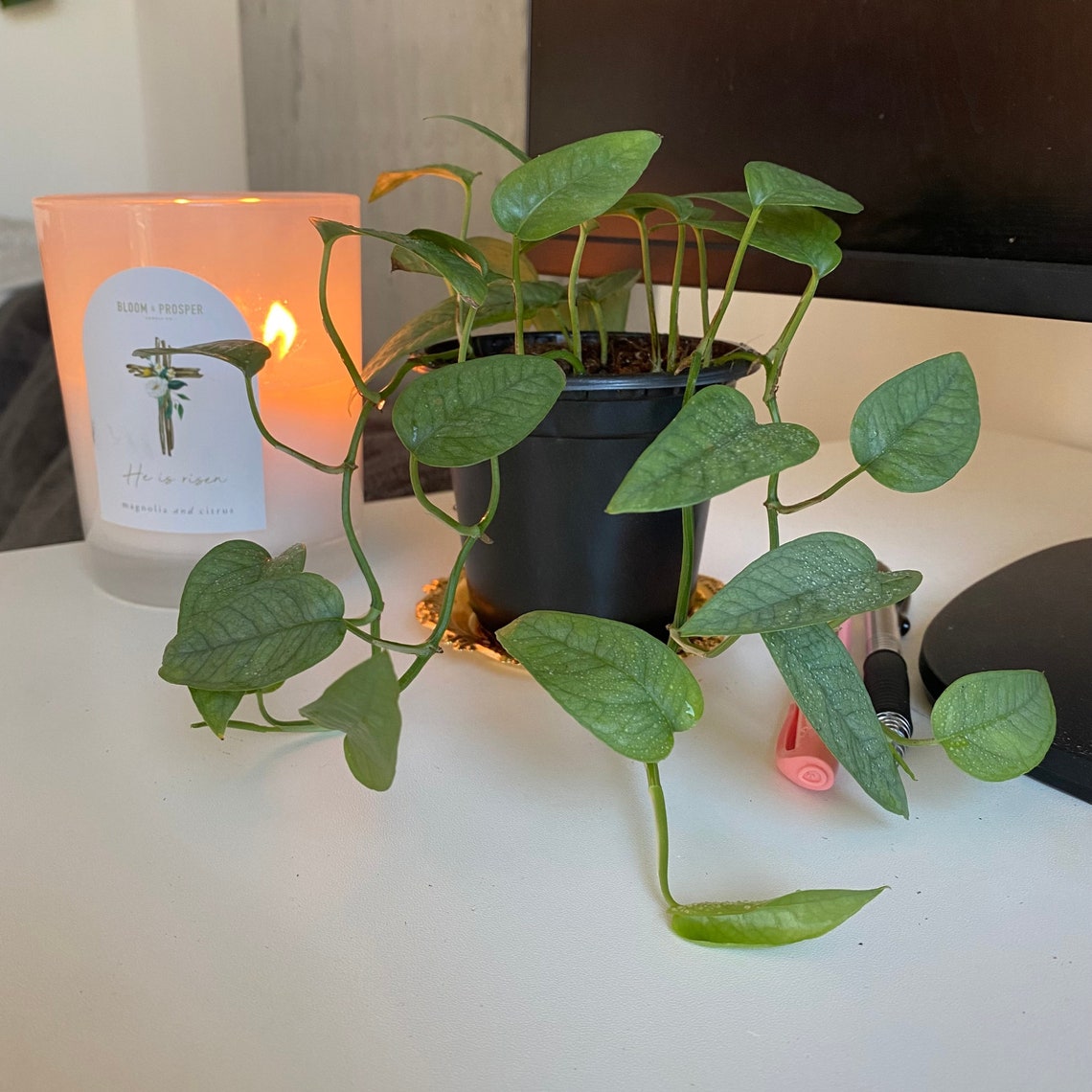 Rare Cebu Blue Pothos Plant Exotic Epipremnum Pinnatum, Elegant Indoor ...