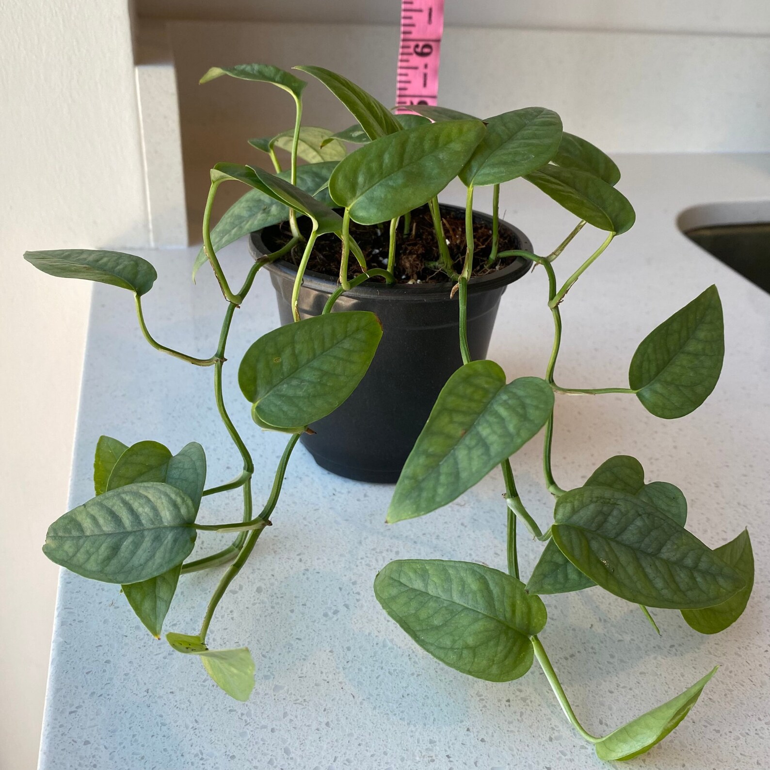 Rare Cebu Blue Pothos Plant Exotic Epipremnum Pinnatum, Elegant Indoor ...