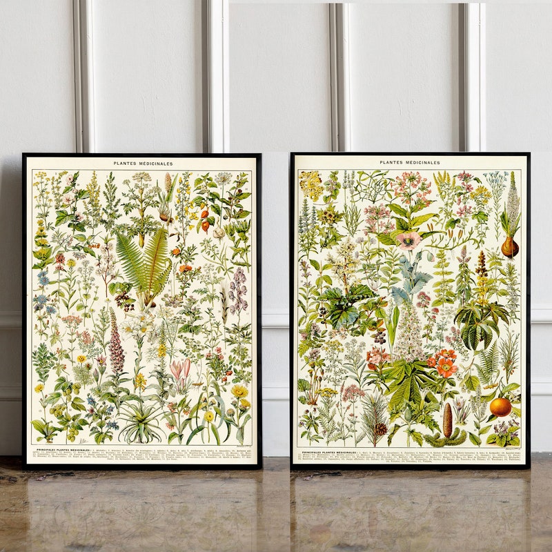 Botanical Poster - Etsy