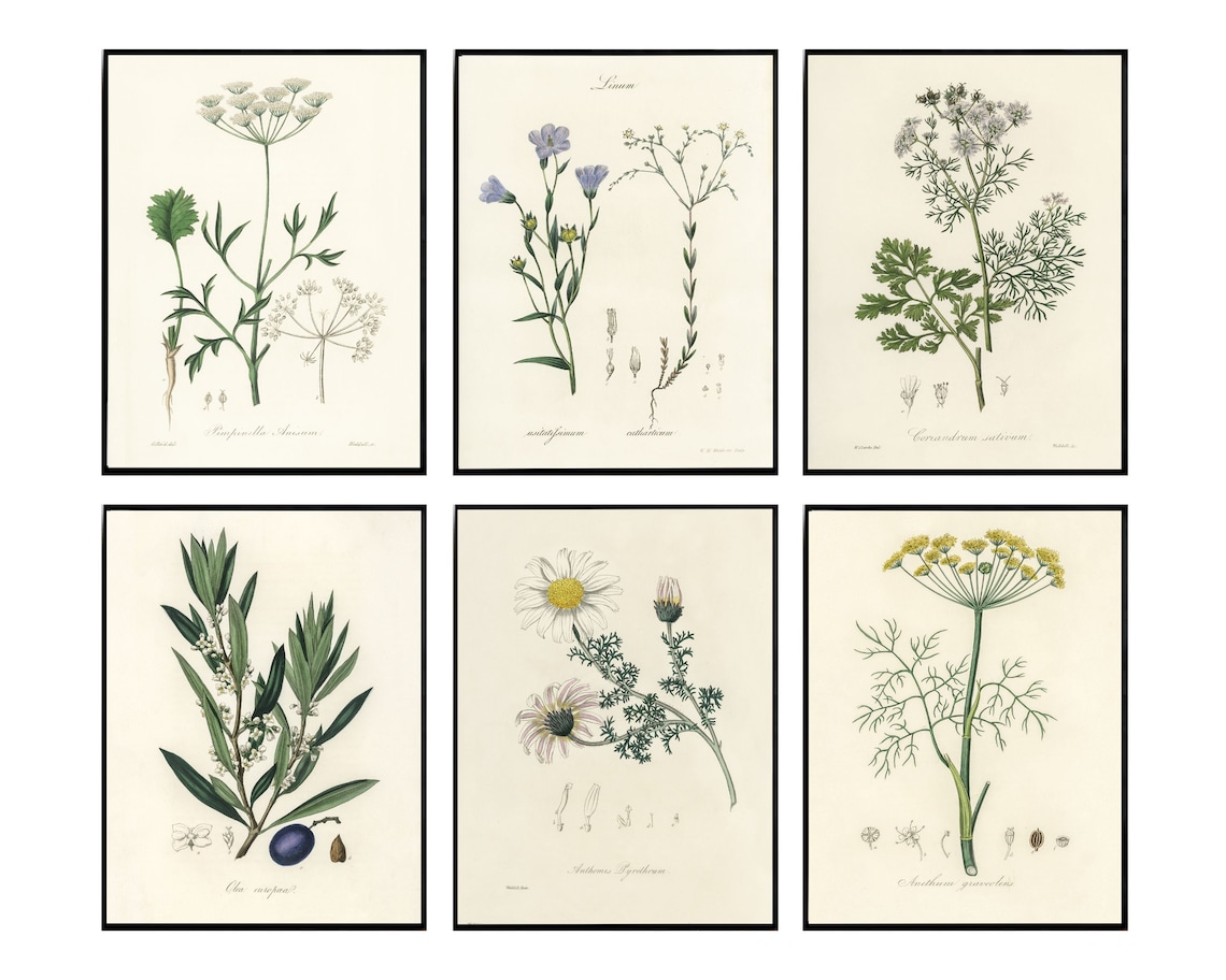 Set of 6 Botanical Print Set of 6 Vintage Prints Set of 6 - Etsy