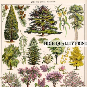 Set of 2 Vintage Tree Botanical Print, Millot Poster, Vintage Tree ...