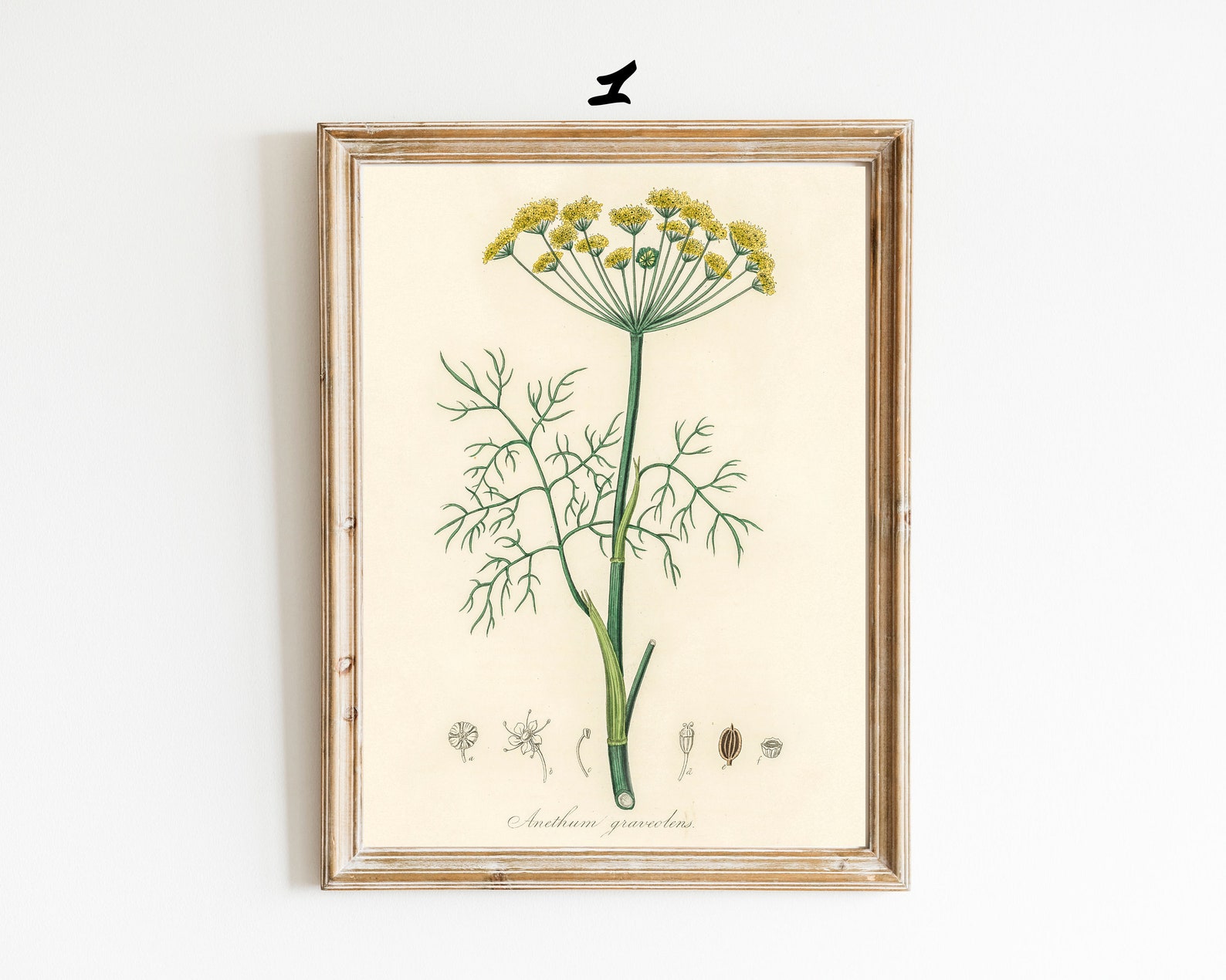 Set of 6 Botanical Print, Set of 6 Vintage Prints, Set of 6 Botanical ...
