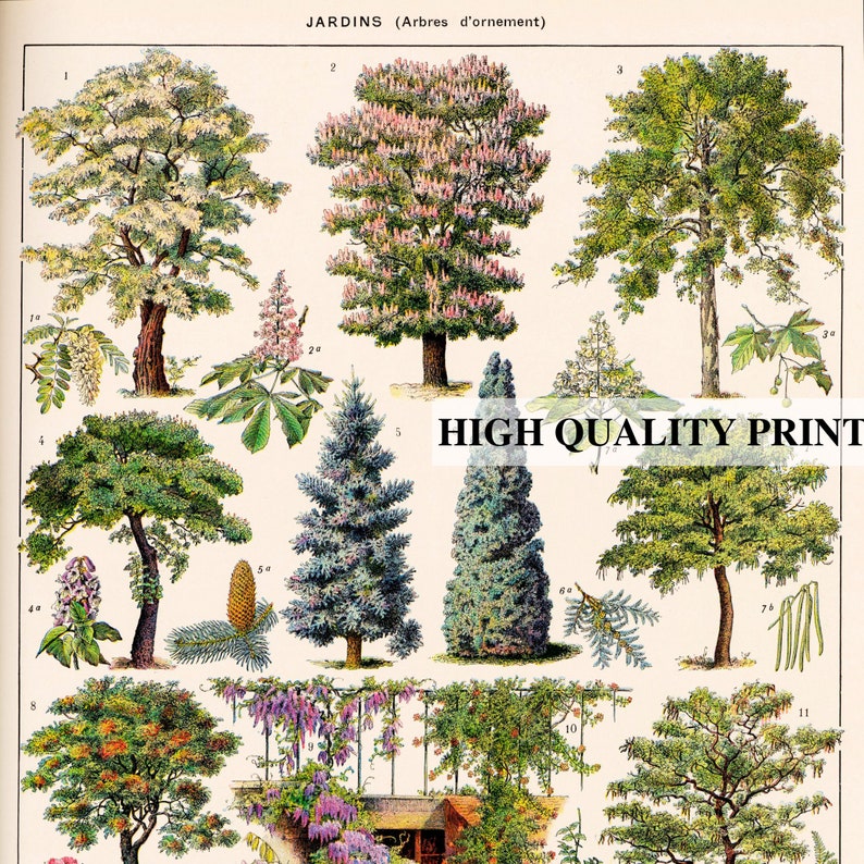 Set of 2 Vintage Tree Botanical Print, Millot Poster, Vintage Tree ...